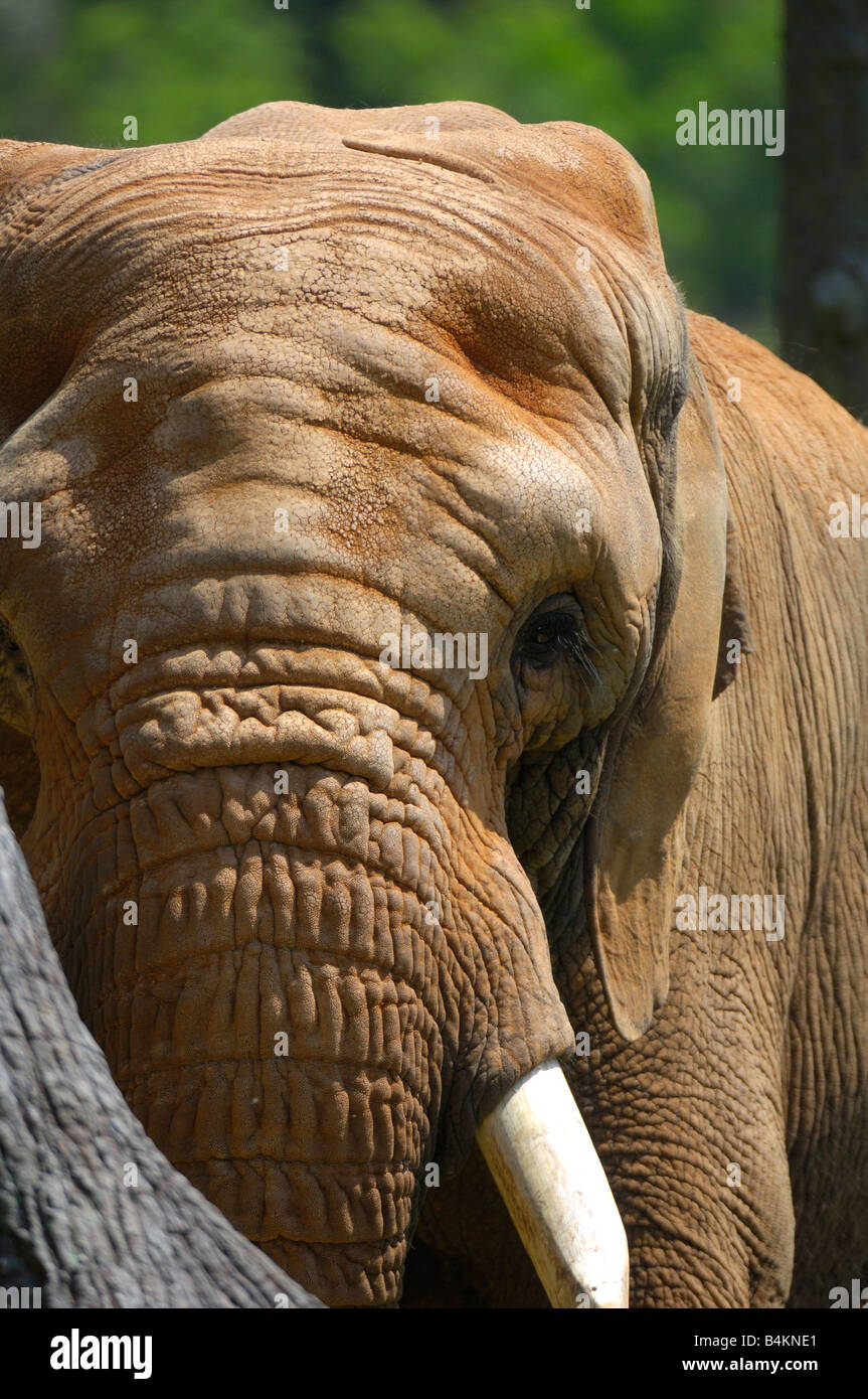 Eye And Tusk High Resolution Stock Photography and Images - Alamy