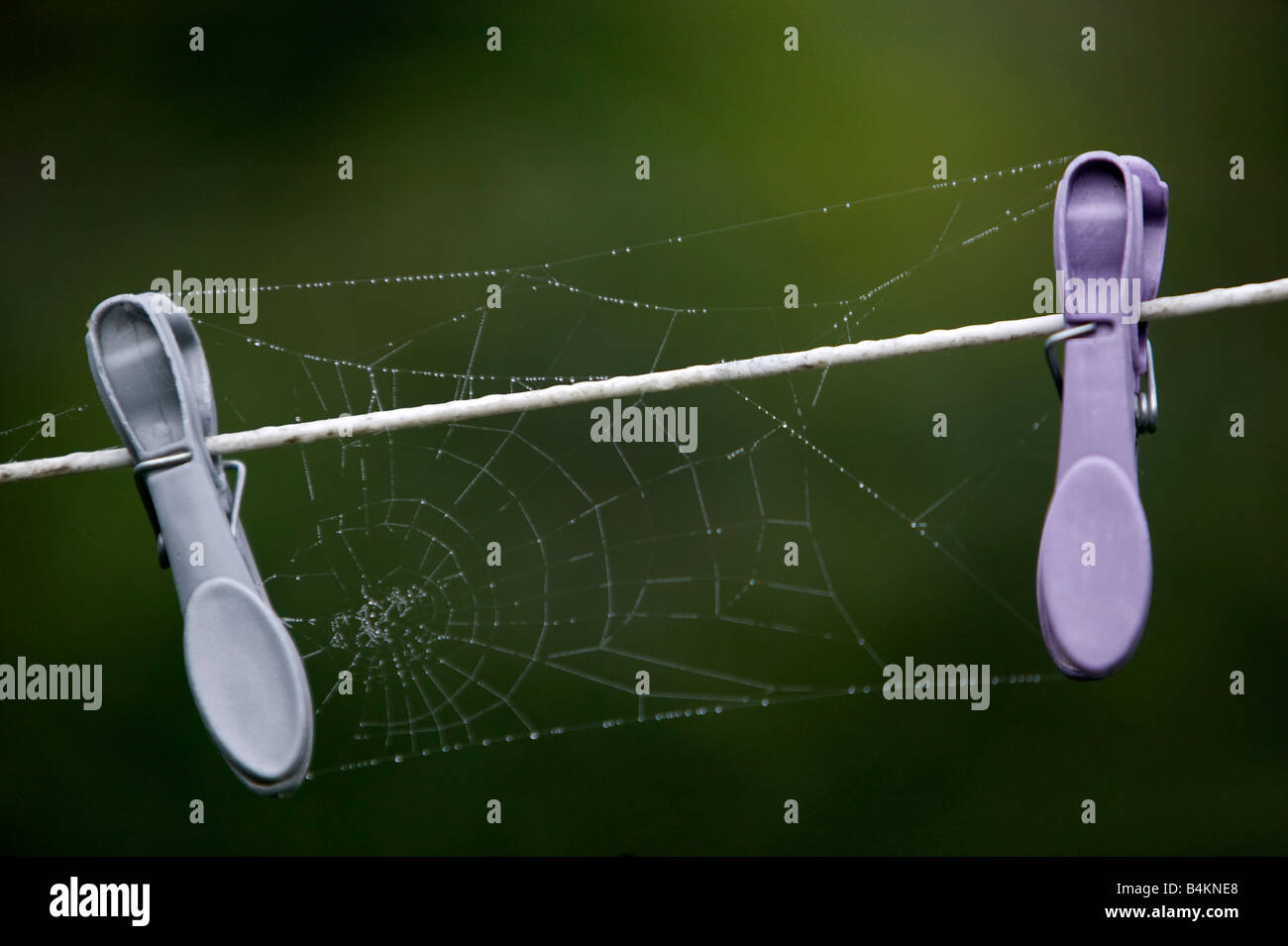 A cobweb forms between a peg and a washing line Stock Photo - Alamy