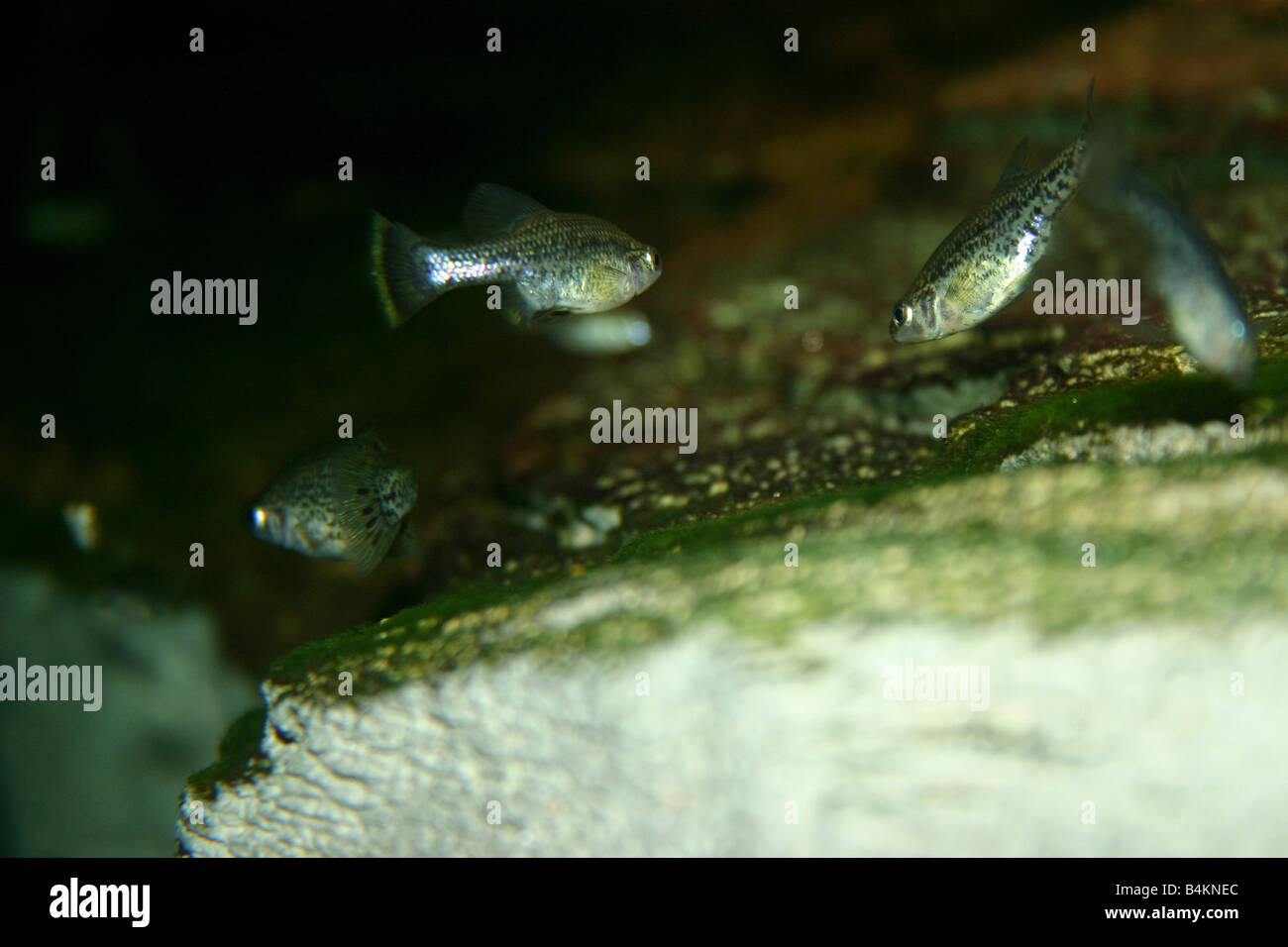 Fretin High Resolution Stock Photography and Images - Alamy