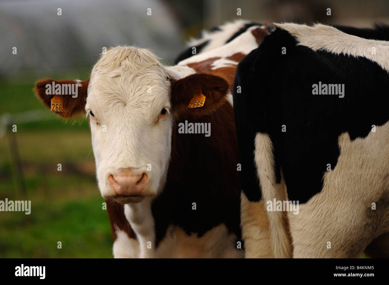 Happy cows in brittany france hi-res stock photography and images - Alamy