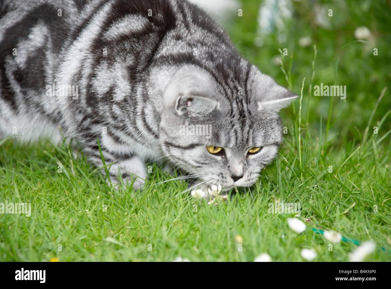 Domestic cat stalking prey hi-res stock photography and images - Alamy