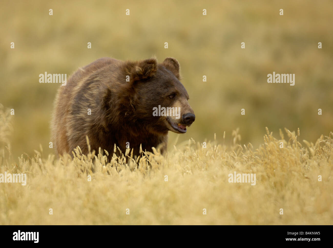 Brown bear us hi-res stock photography and images - Alamy