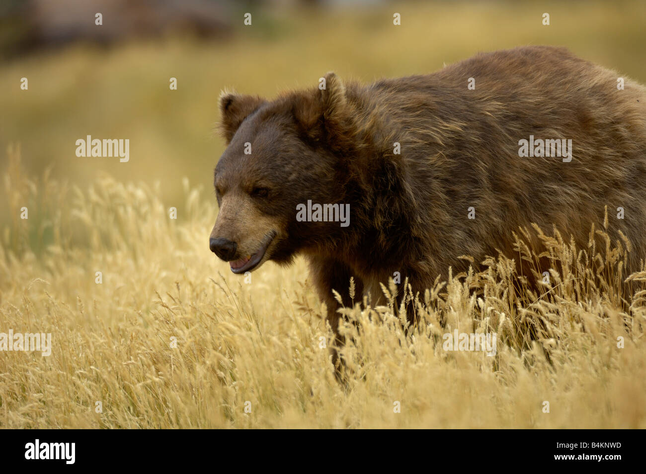 Adult Black Bear (brown varient) prowling a medow Stock Photo - Alamy