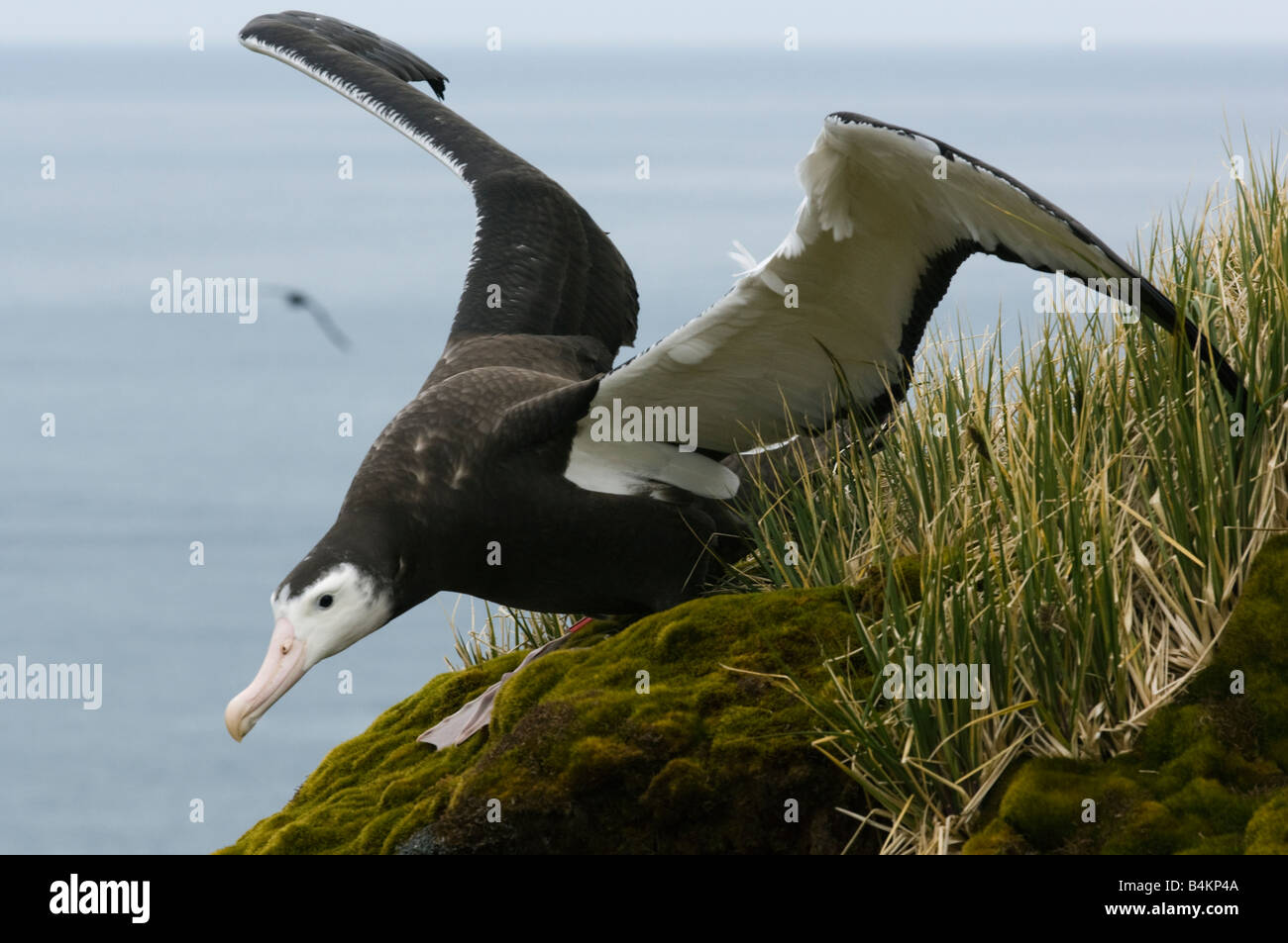 Diomedea exulans chick hi-res stock photography and images - Alamy