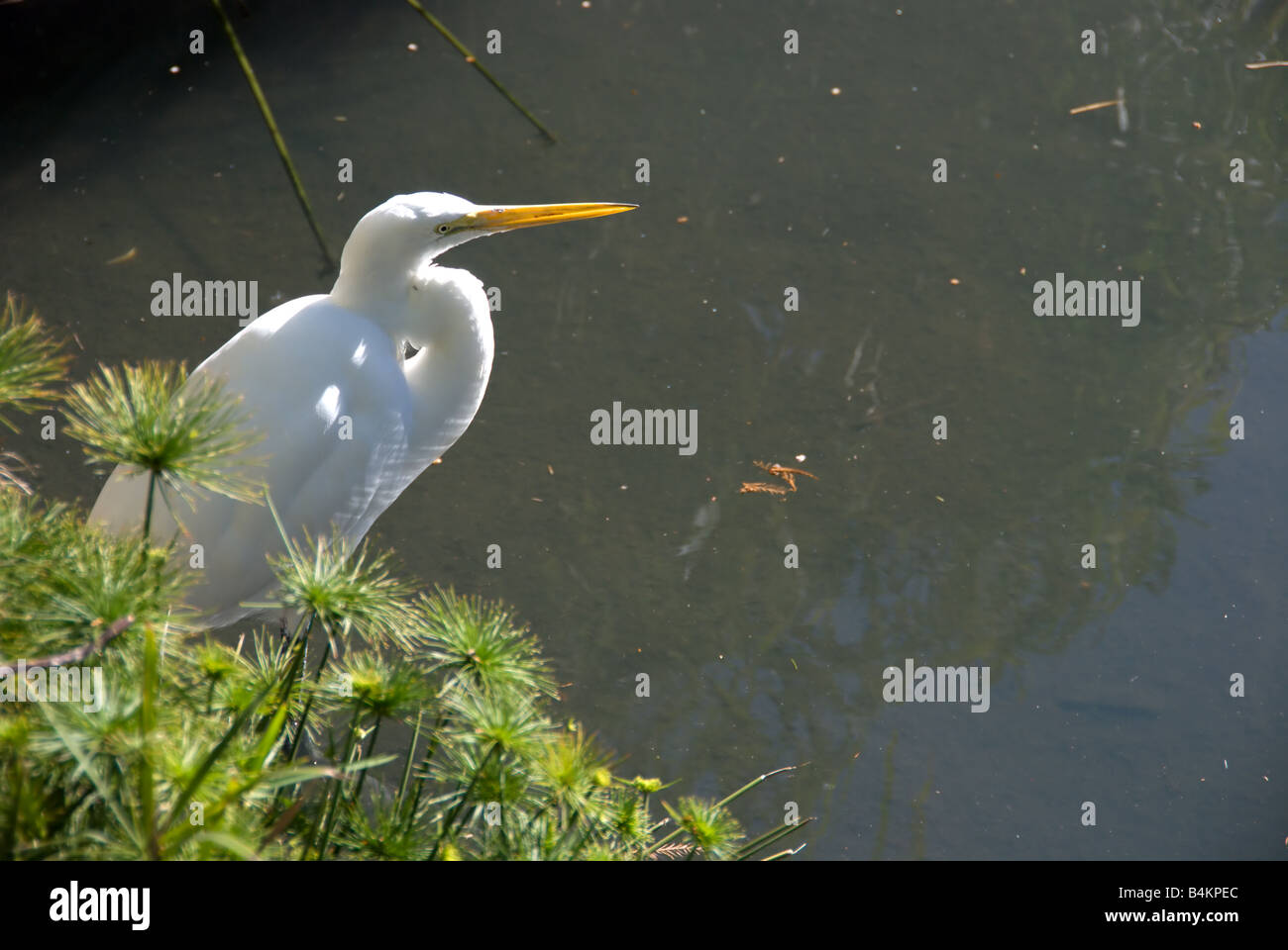 White crane with neck curled Stock Photo - Alamy