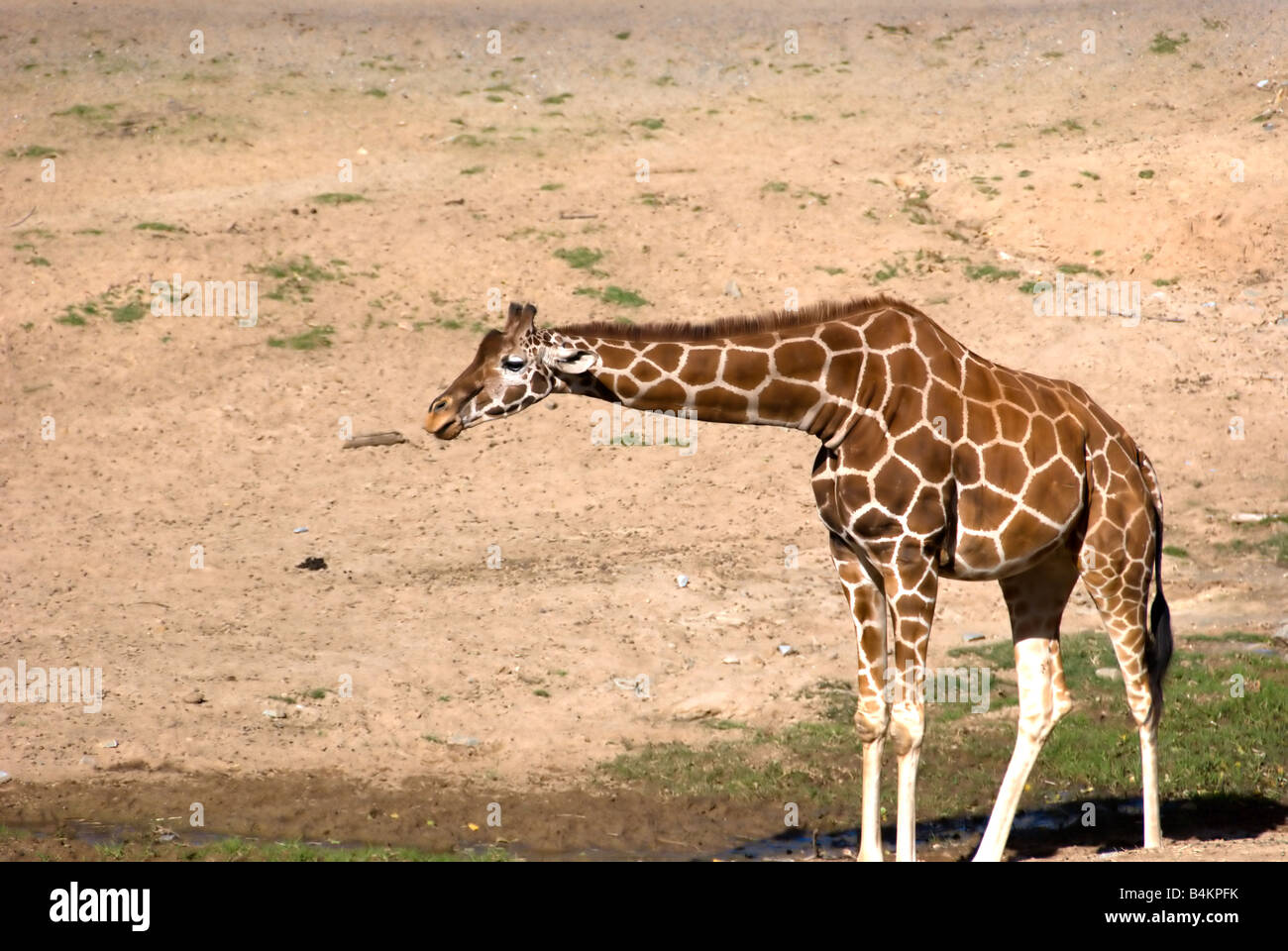Giraffe ranger hi-res stock photography and images - Alamy