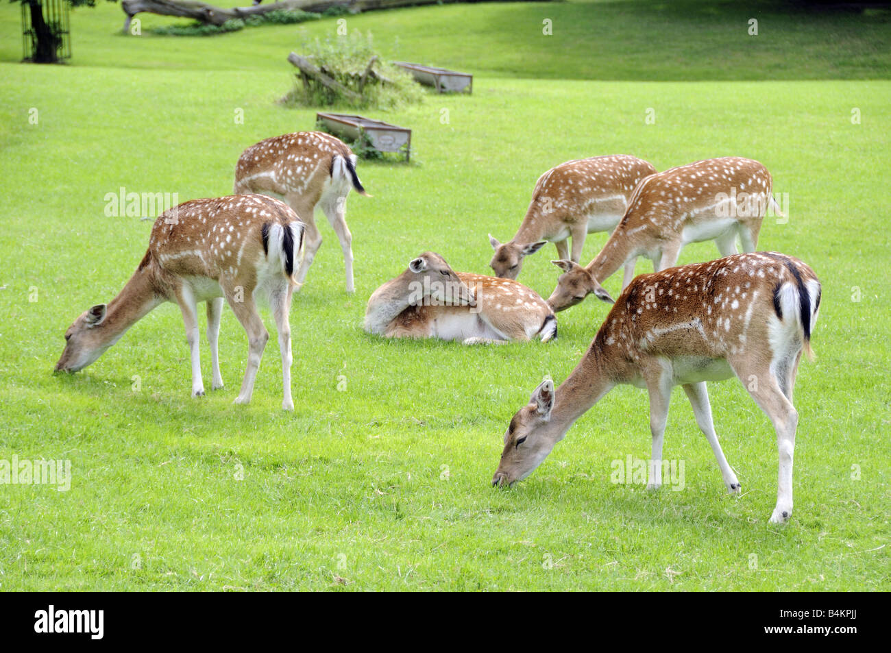 Fallow Deer Dama dama grazing Stock Photo - Alamy