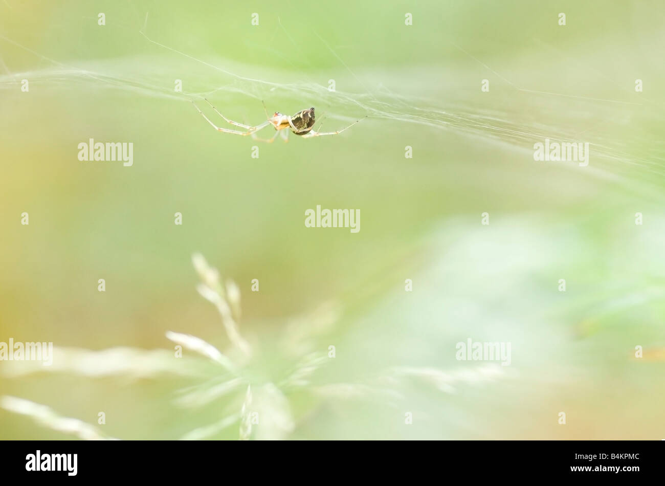 Money spider hi-res stock photography and images - Alamy