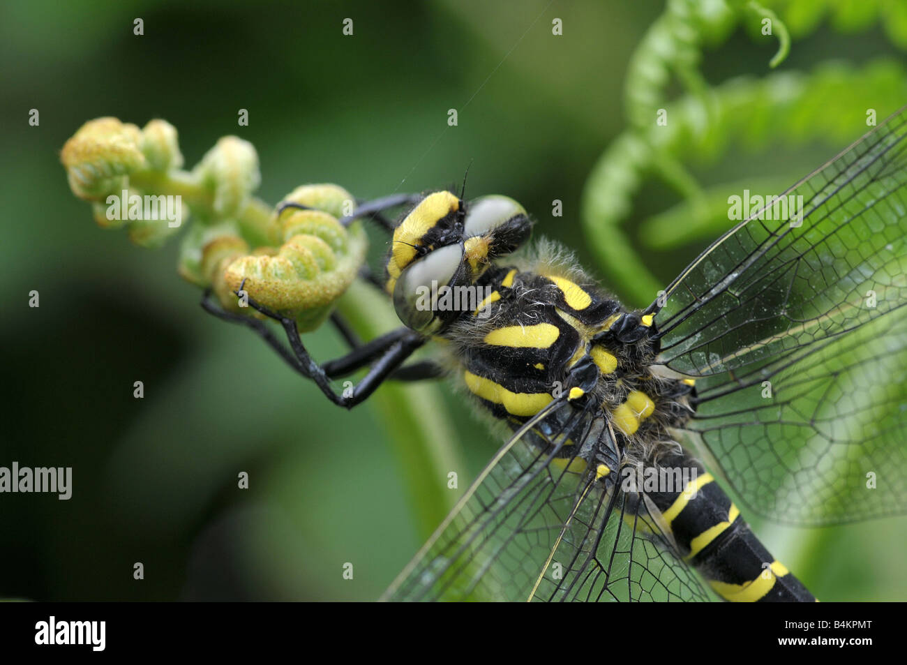 Male Golden-Ringed Dragonfly at rest on Bracken Stock Photo - Alamy