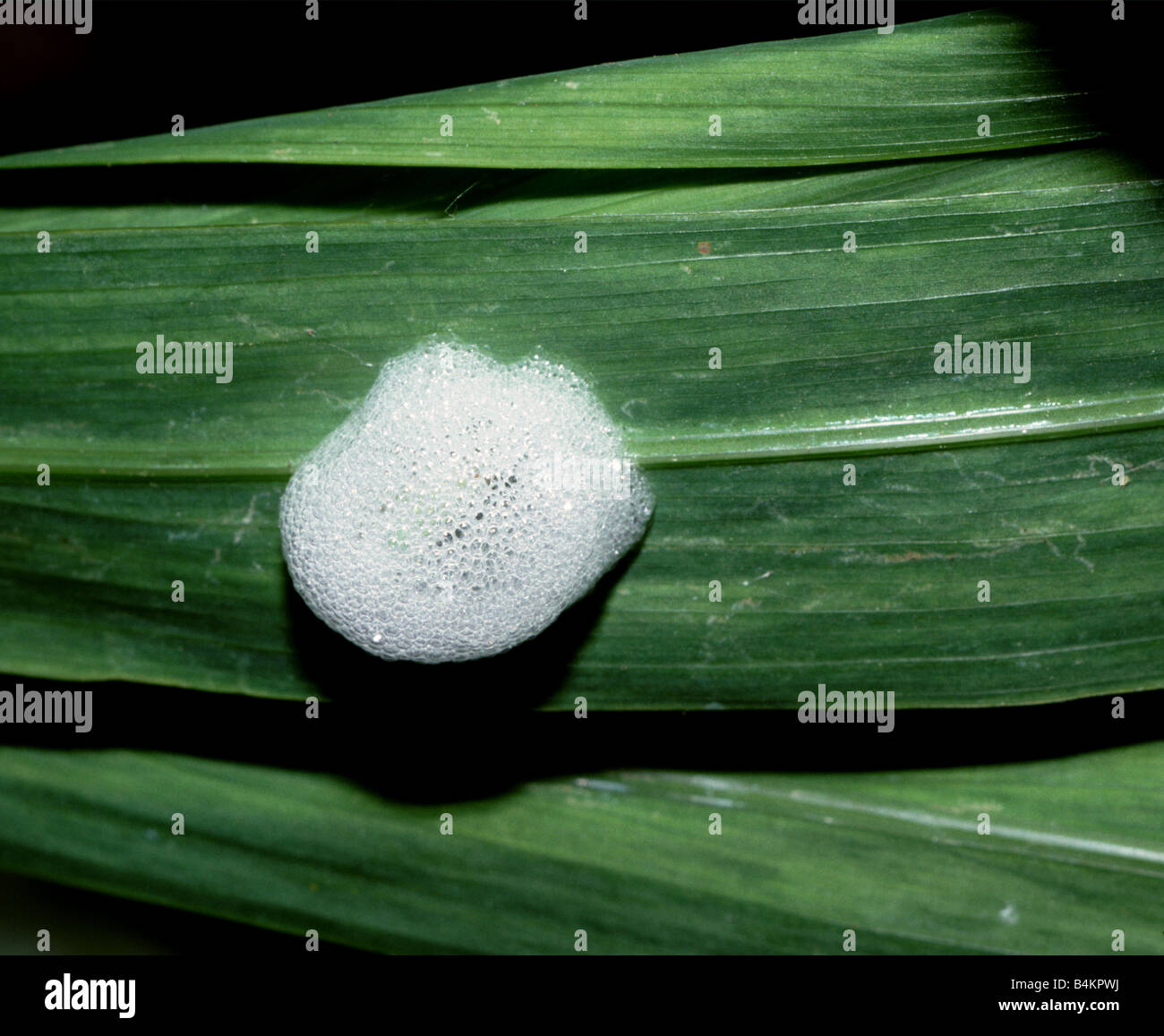 spittlebug mass on a plant Stock Photo - Alamy