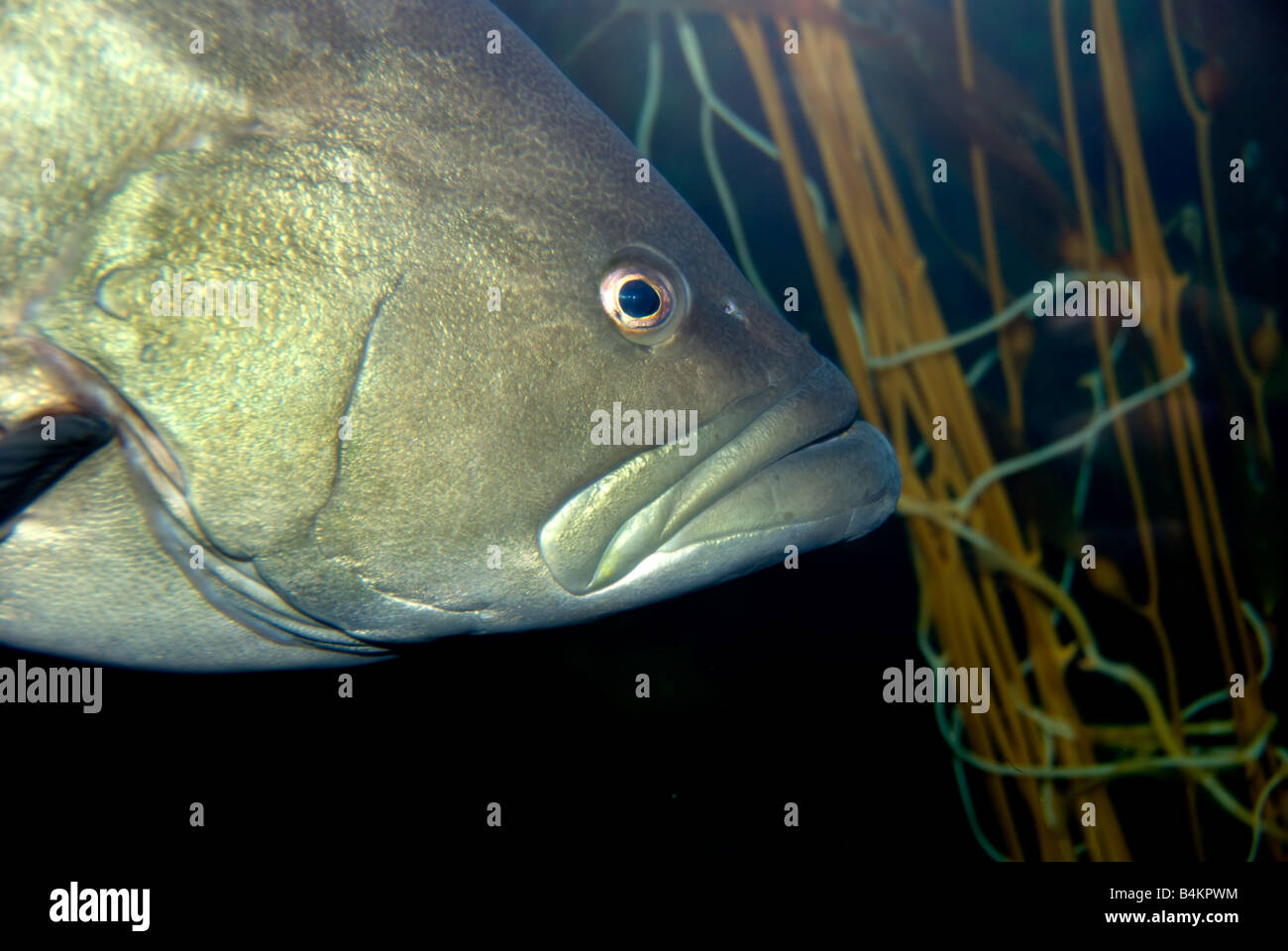 Fish with very large lips Stock Photo - Alamy