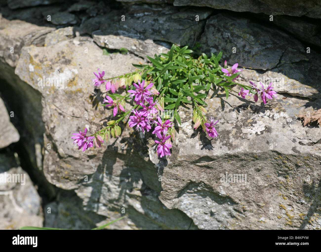 a clump of red pink Wild Thyme (Thymus polytrichus) flower growing in ...
