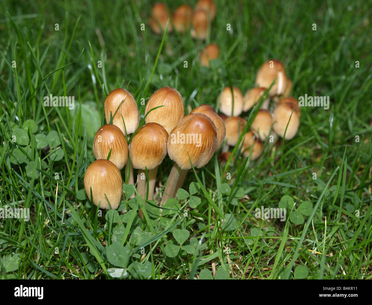 Soft fungi hi-res stock photography and images - Alamy