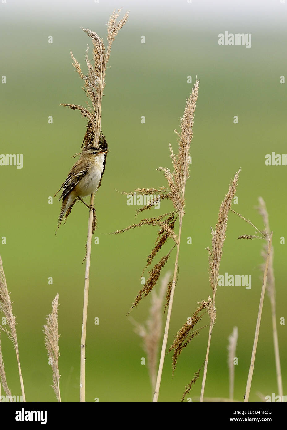 Female Reed Bunting Stock Photo - Alamy