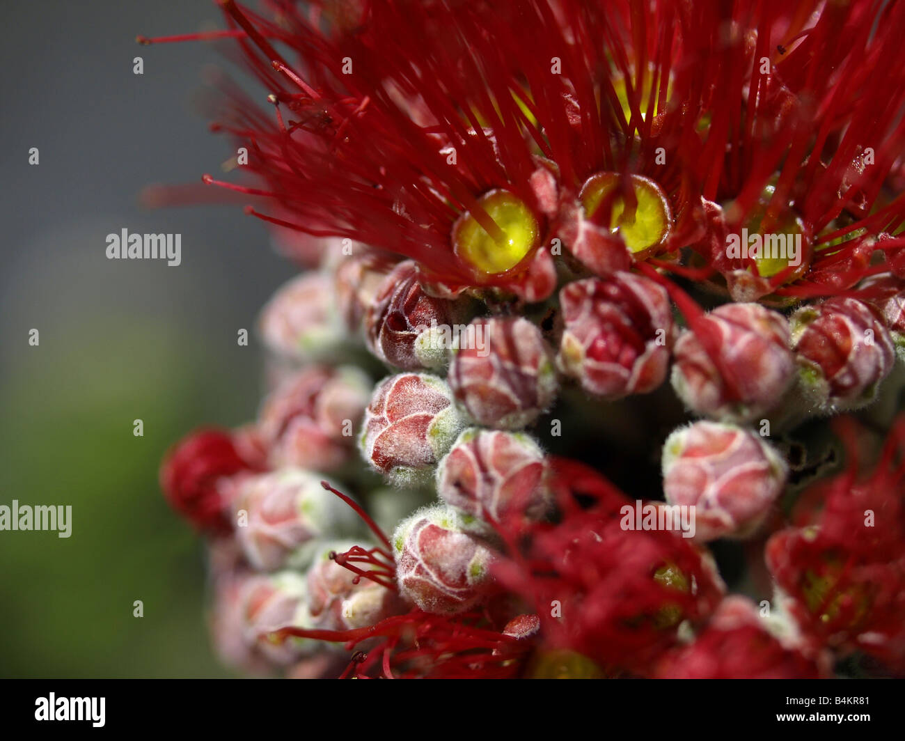 Red Ohia Flower High Resolution Stock Photography and Images - Alamy