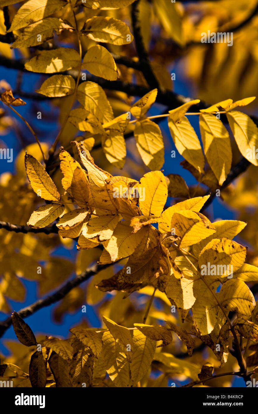 beautiful autumn colors of leaves Stock Photo - Alamy