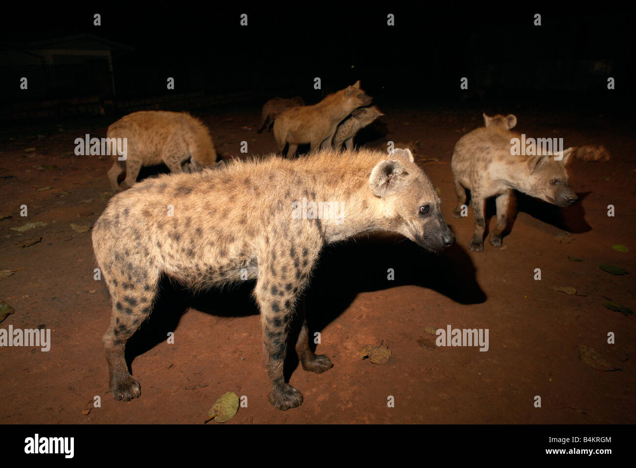 Hyenas in Ethiopia Stock Photo - Alamy
