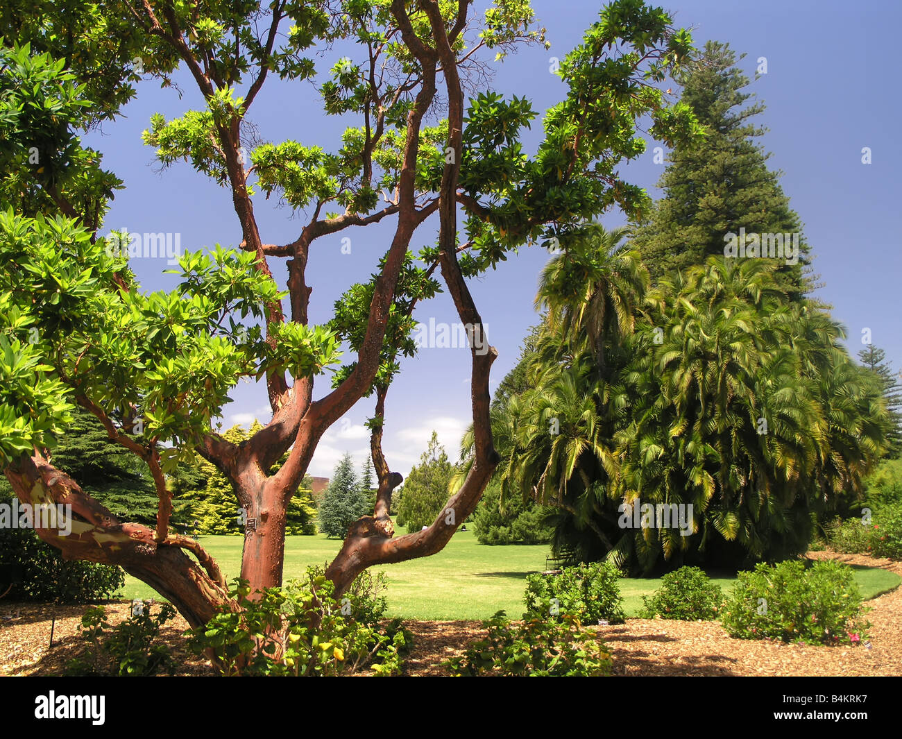 Adelaide Botanical Gardens Stock Photo - Alamy
