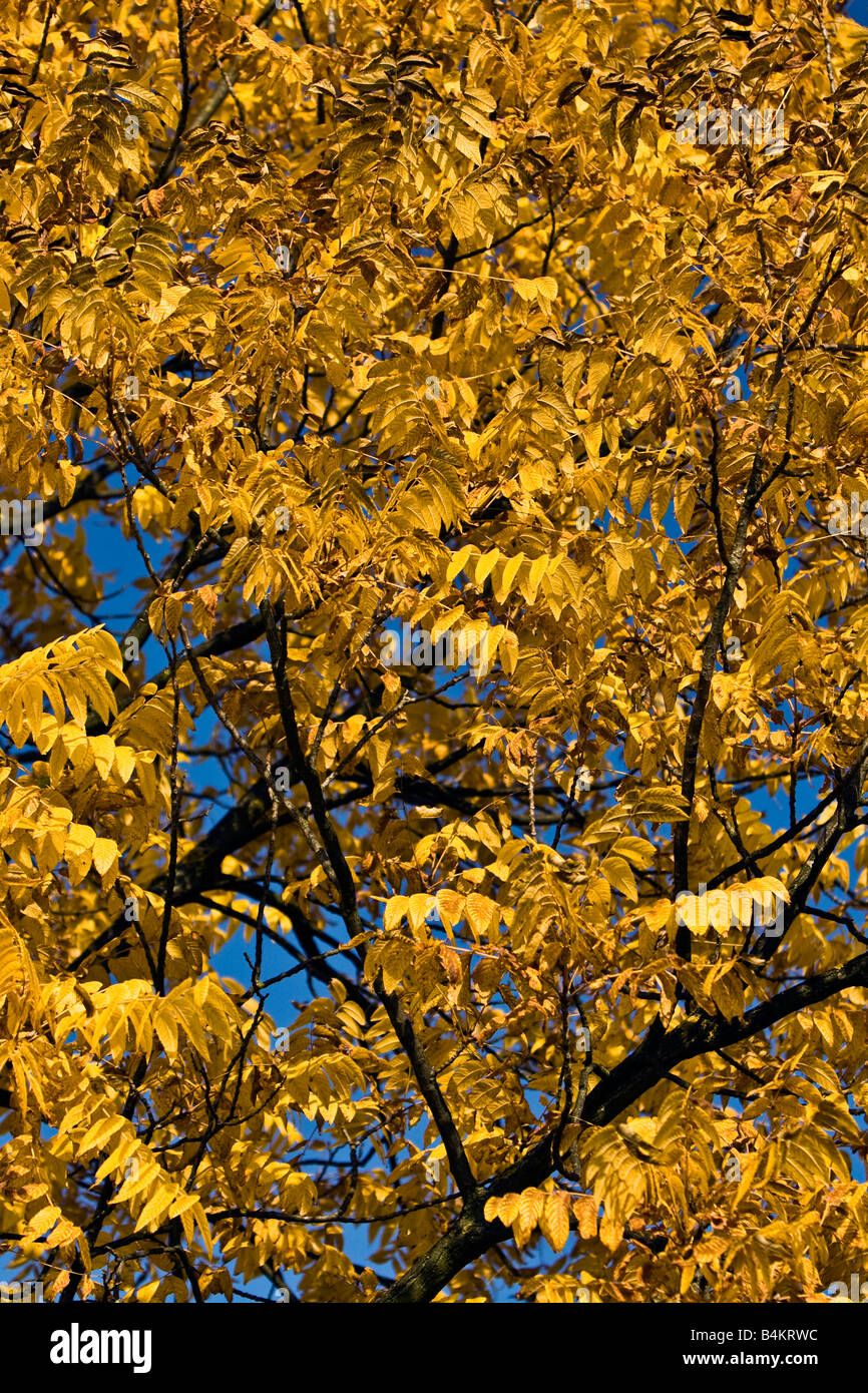 beautiful autumn colors of leaves Stock Photo - Alamy