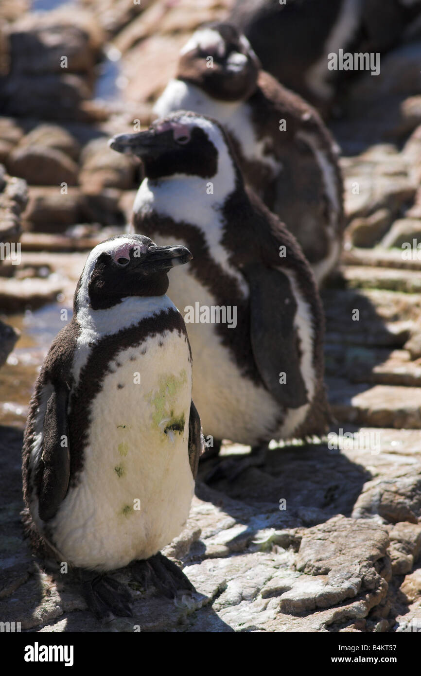 African penguins waddle hi-res stock photography and images - Alamy