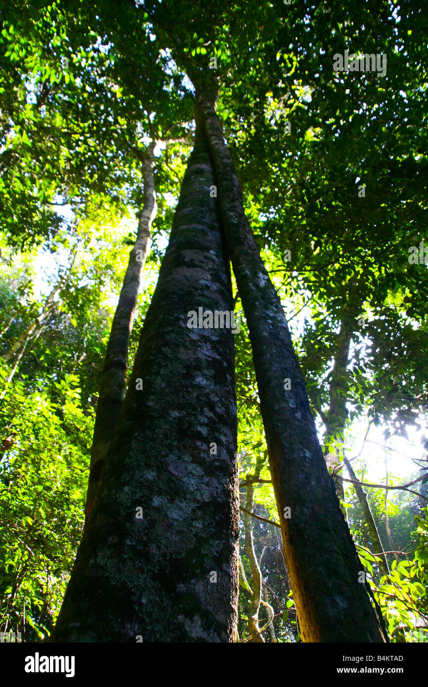 Three tall trees in an Atlantic Rainforest, Brazil Stock Photo - Alamy