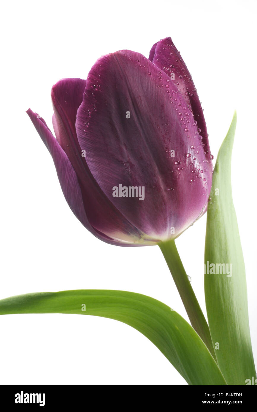 Single purple tulip hi-res stock photography and images - Alamy