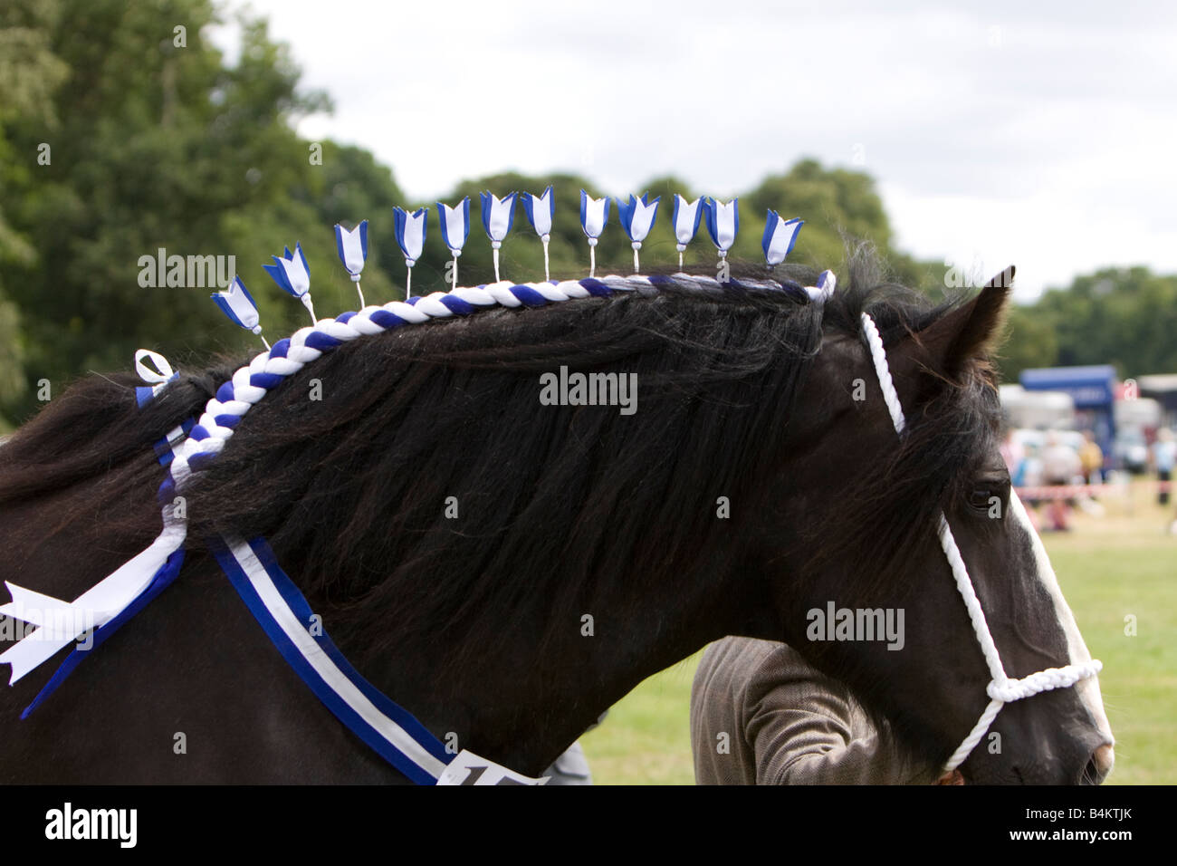 Back stallion hi-res stock photography and images - Alamy