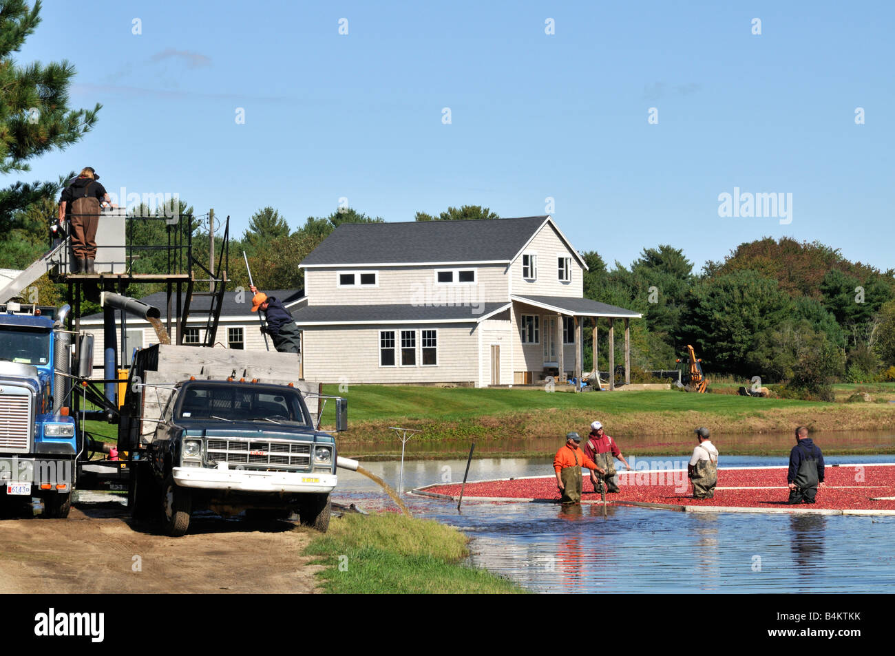 Group of men in water working harvesting red ripe cranberries from ...
