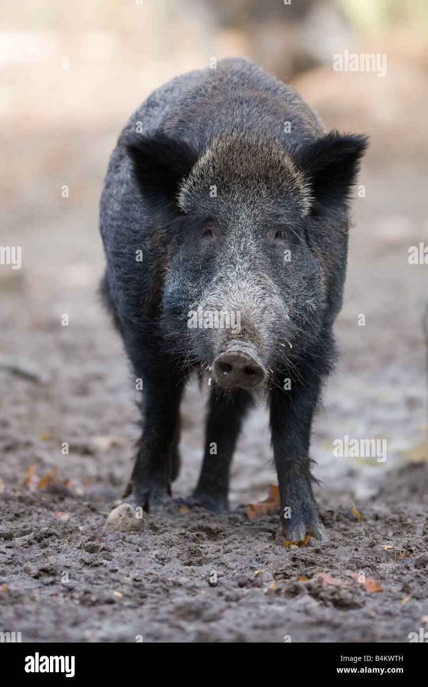 Female wild boar sus scrofa hi-res stock photography and images - Alamy