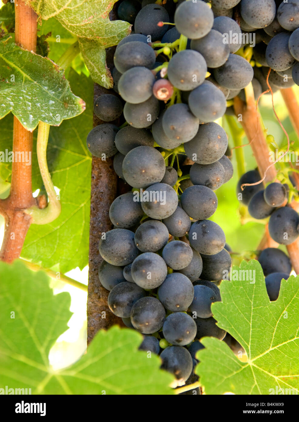 Syrah wine grapes ready for harvest Stock Photo - Alamy