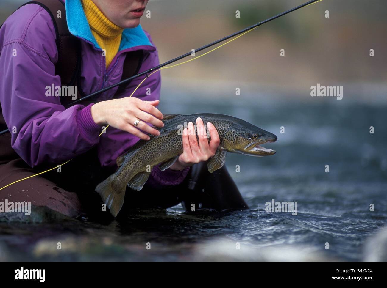 Female brown trout hi-res stock photography and images - Alamy