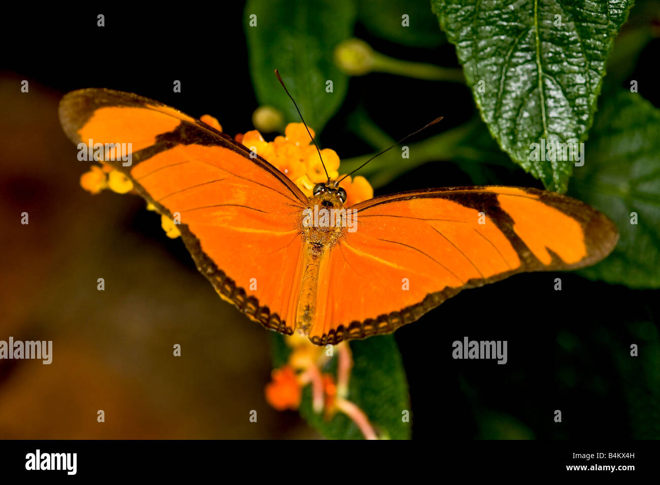 Julia butterfly hi-res stock photography and images - Alamy