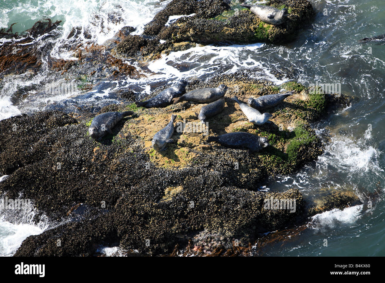Resting place for seals hi-res stock photography and images - Alamy