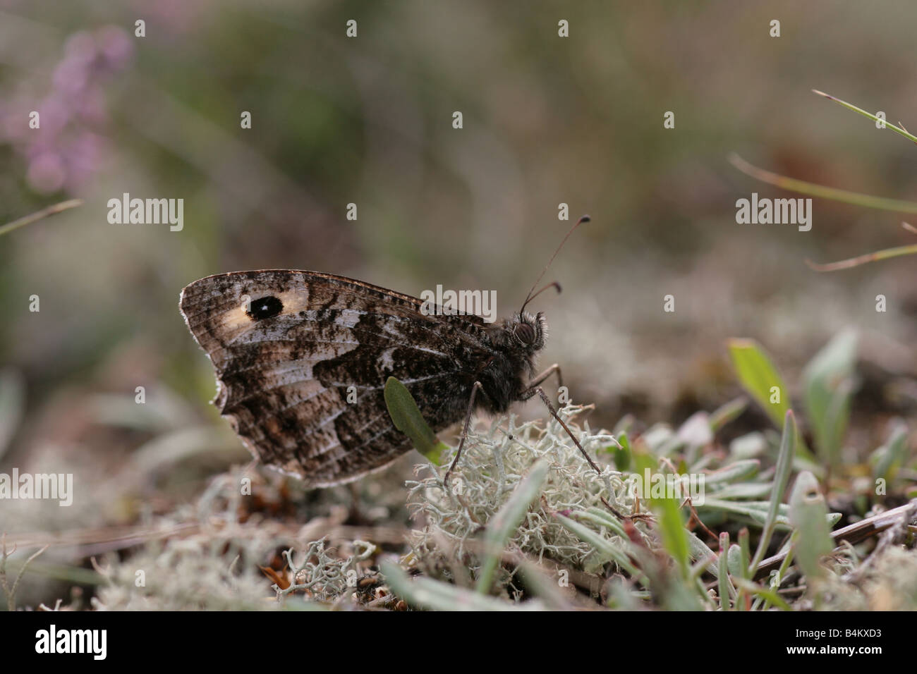 Grayling butterfly Hipparchia semele Stock Photo - Alamy