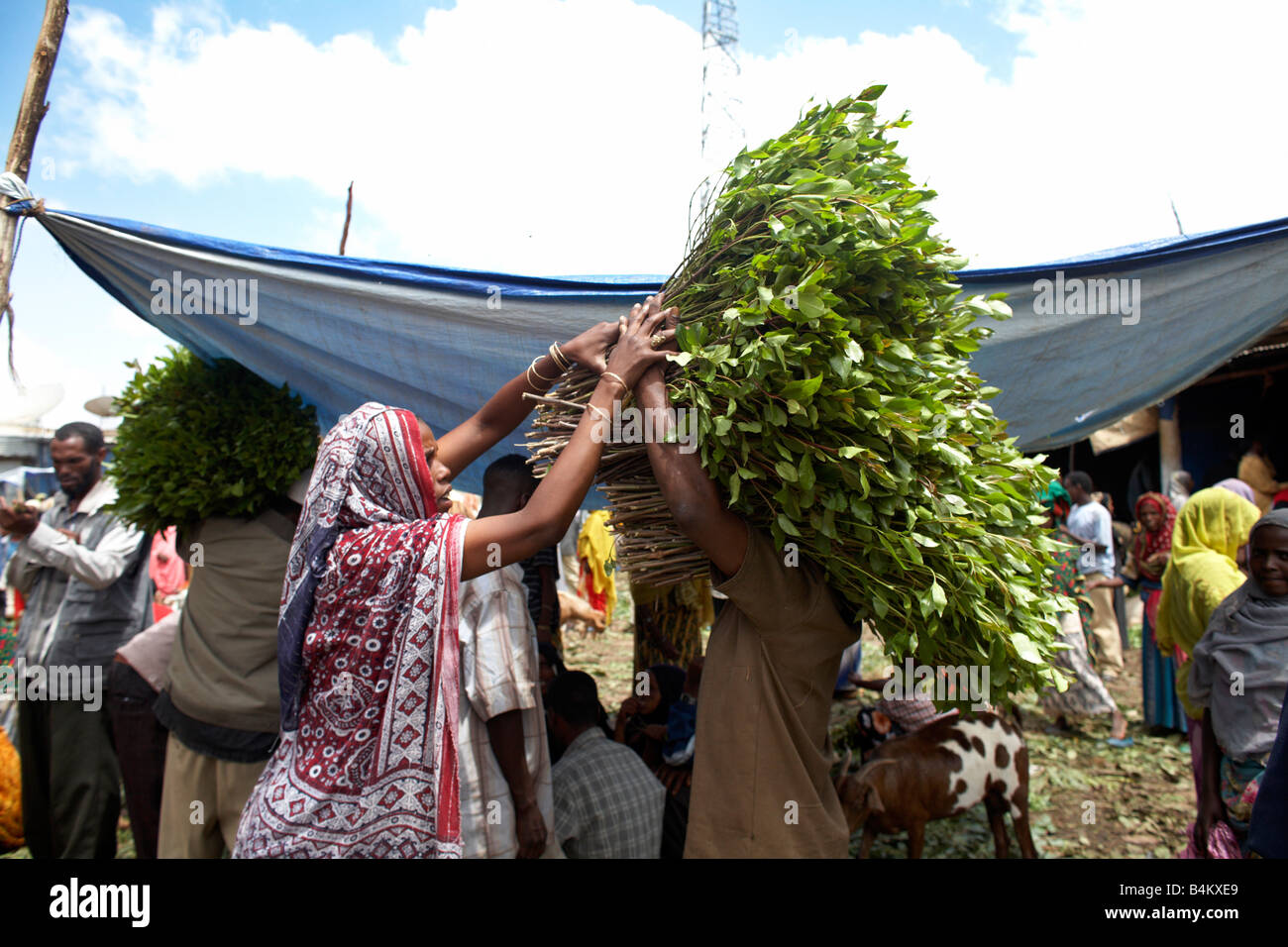 Khat plant hi-res stock photography and images - Alamy