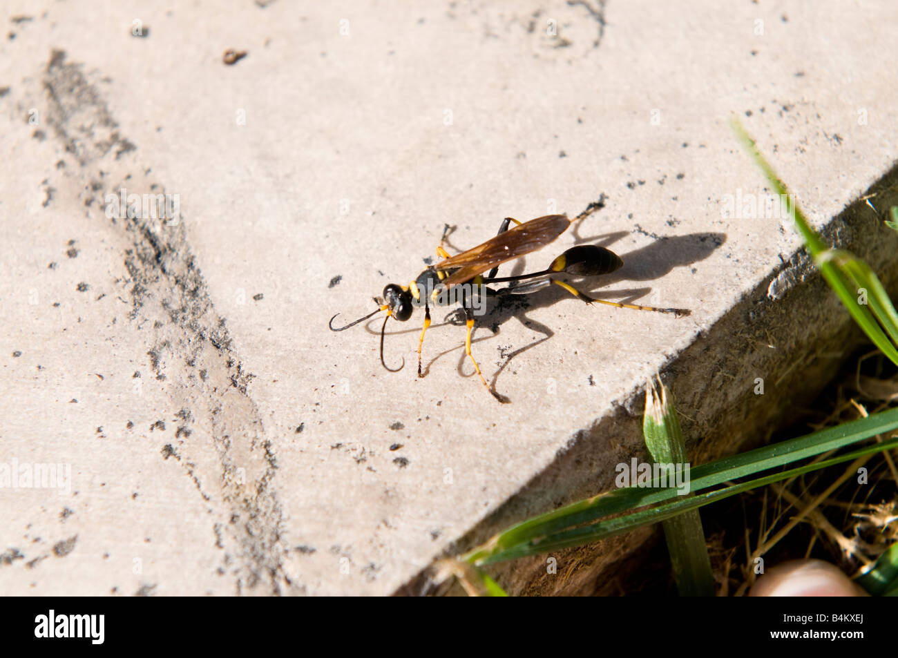 Dirt dobber hi-res stock photography and images - Alamy