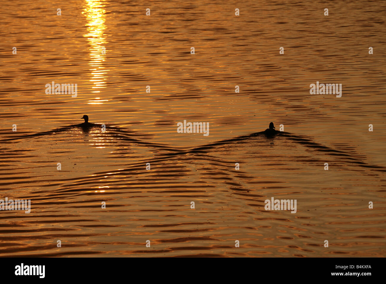 Mallard ducks at sunset Stock Photo - Alamy