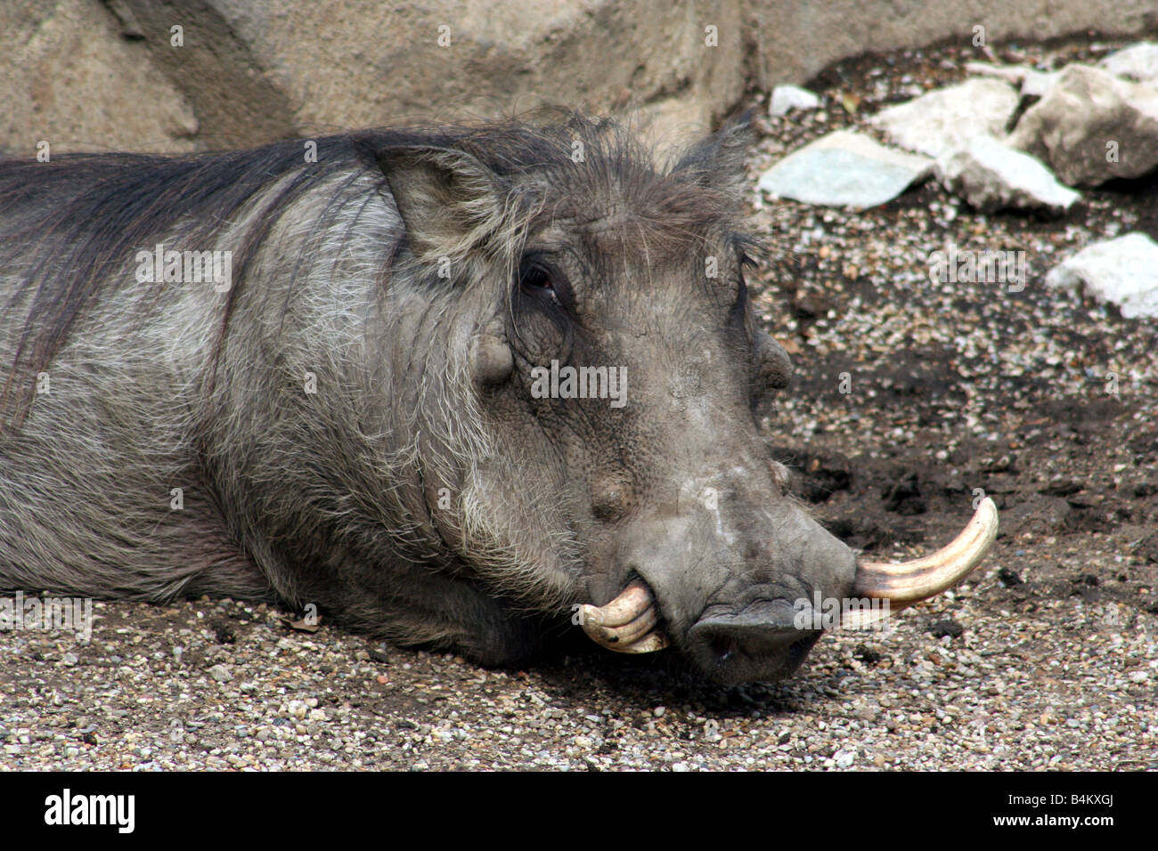 A Warthog at Lincoln Park Zoo, Chicago, Illinois Stock Photo - Alamy