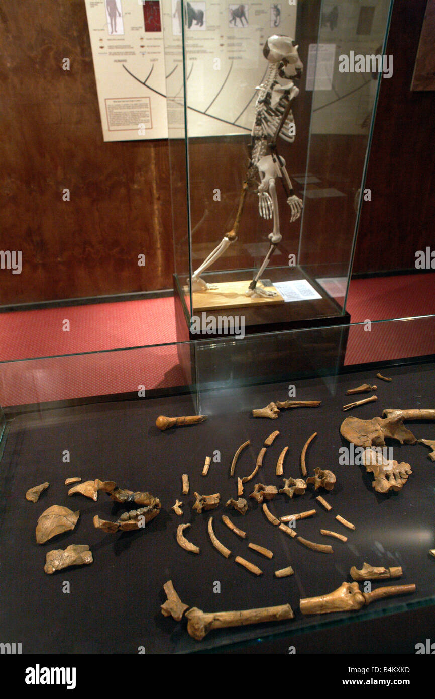 Ancient bones, Lucy, on display in the National Museum, Addis Ababa ...