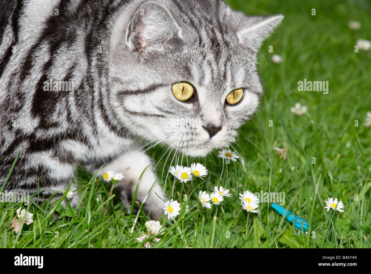 cat in a garden with flowers & washing line Stock Photo - Alamy