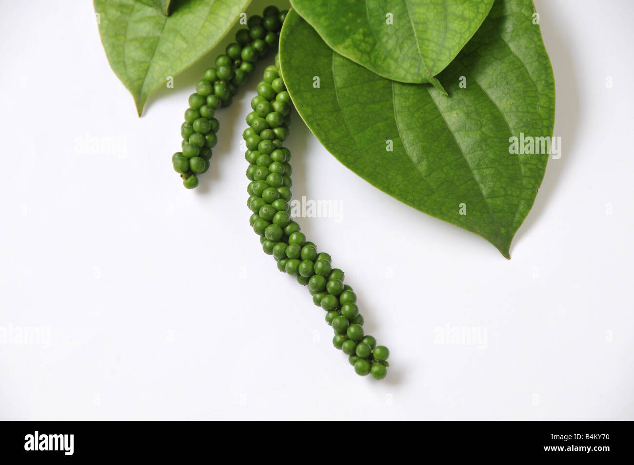 fresh indian green pepper Stock Photo - Alamy