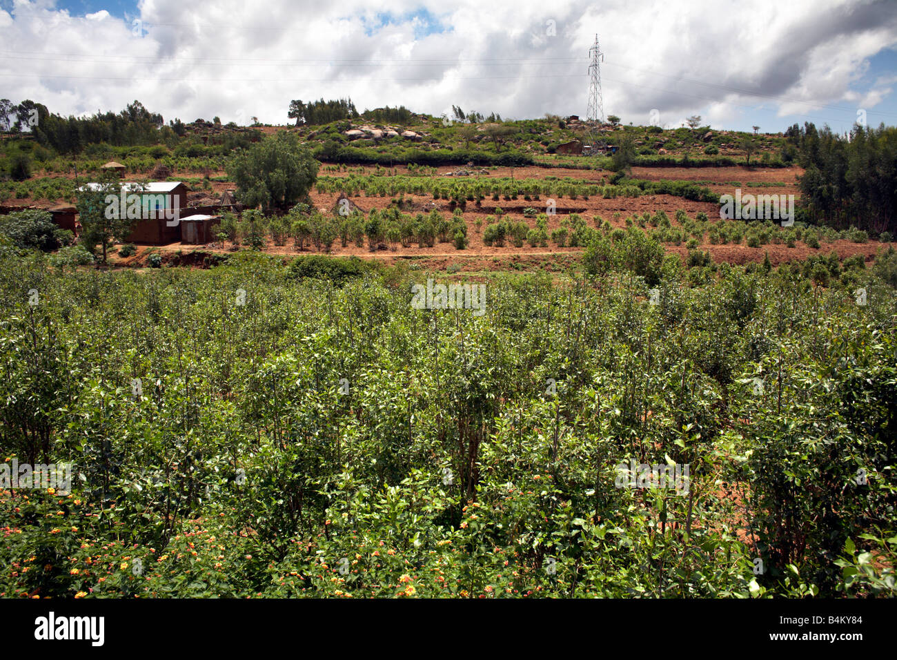 Khat growing hi-res stock photography and images - Alamy
