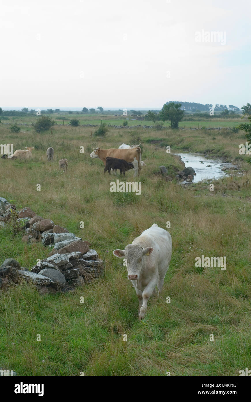 How To Cowa High Resolution Stock Photography and Images - Alamy