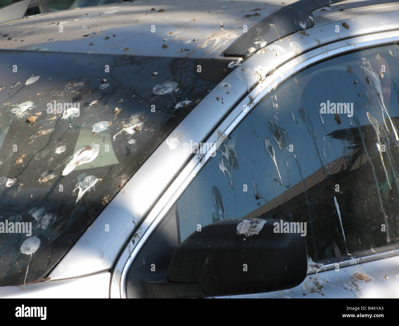 Birds poo-poo on a car Stock Photo - Alamy