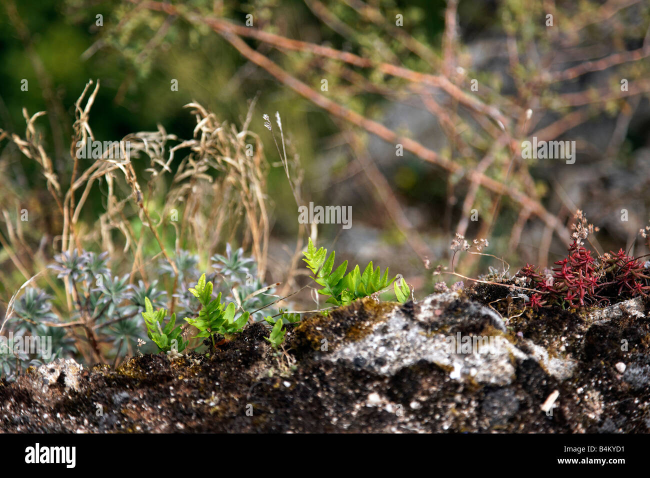 Flora growing on a rock Stock Photo - Alamy