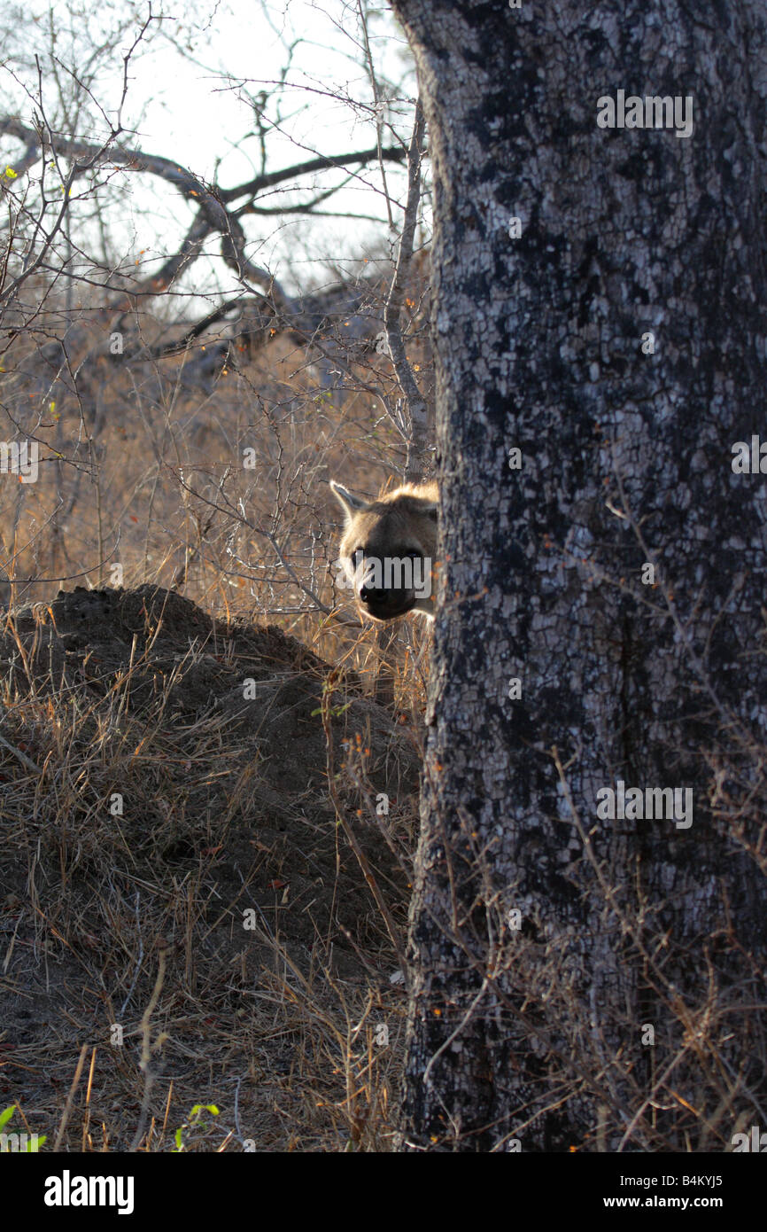Spotted hyena hanging around the base of a tree with a leopard and kill ...