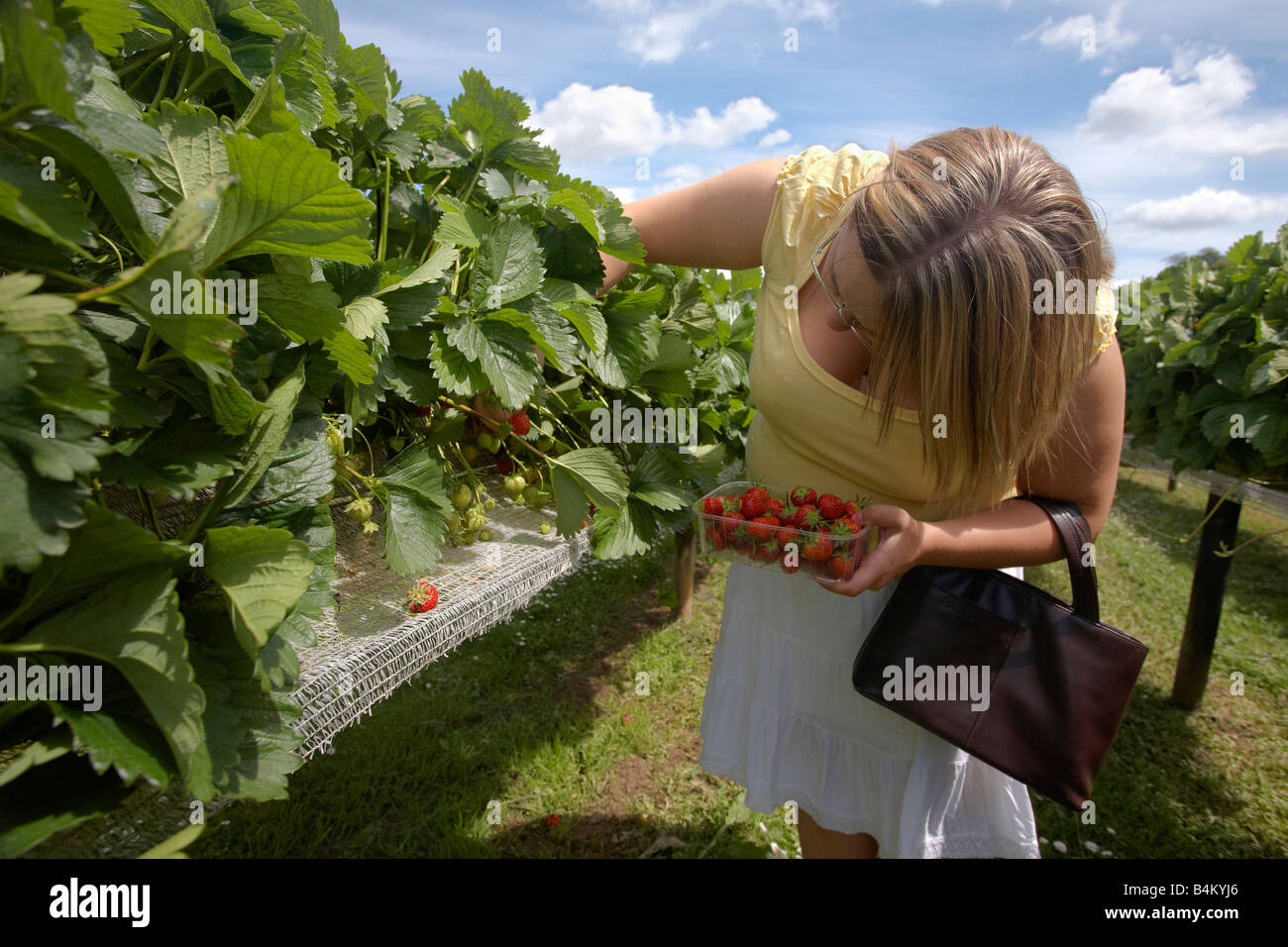 Young woman picking fresh table top strawberries from a farm shop in ...