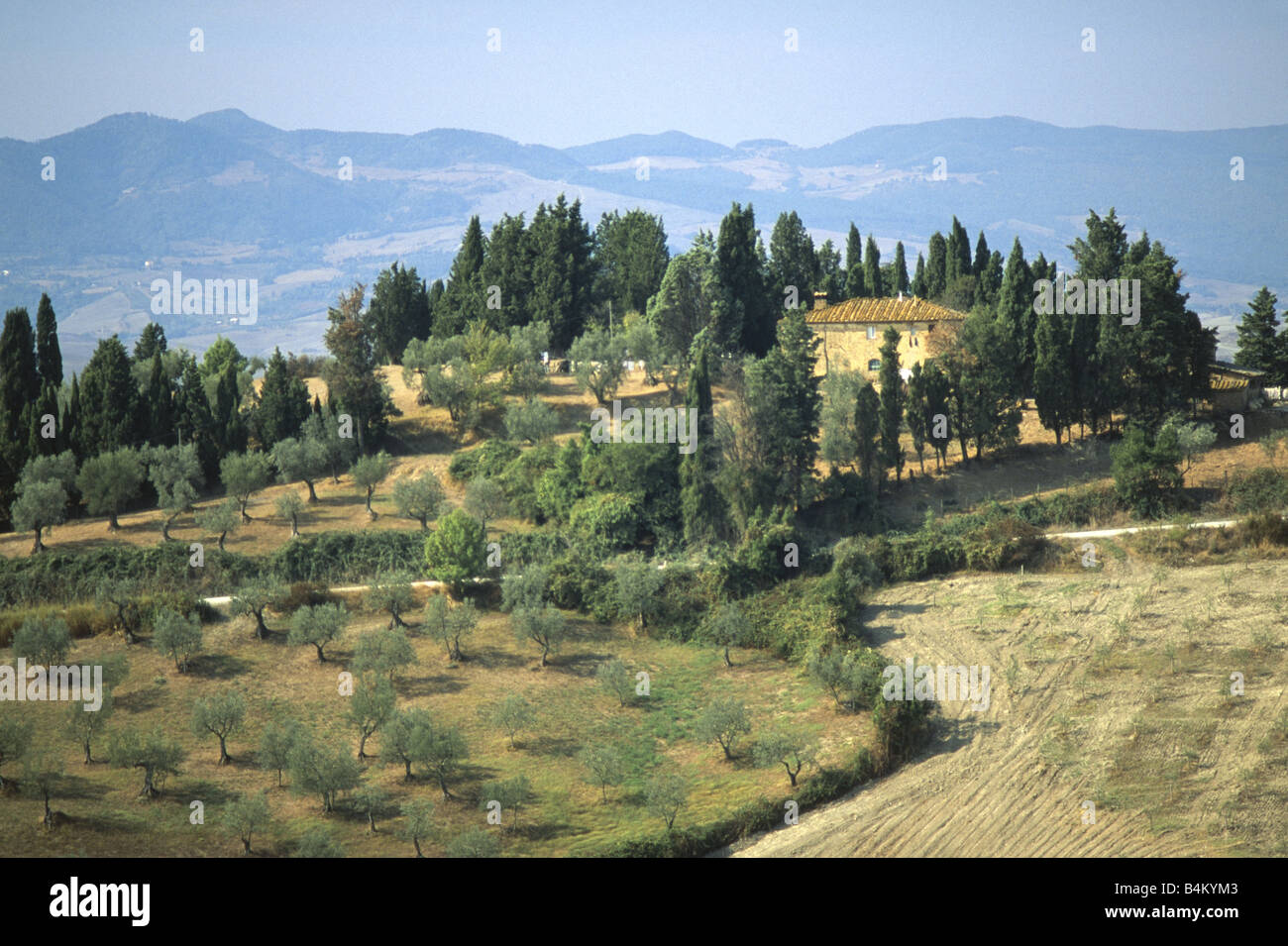 Farmhouse and olive orchard in Tuscany Italy Stock Photo - Alamy