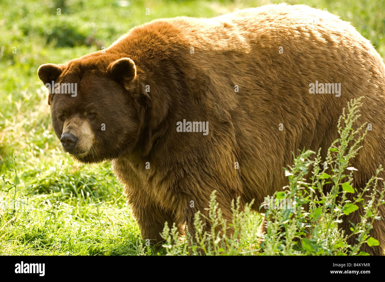Prowling bear hi-res stock photography and images - Alamy