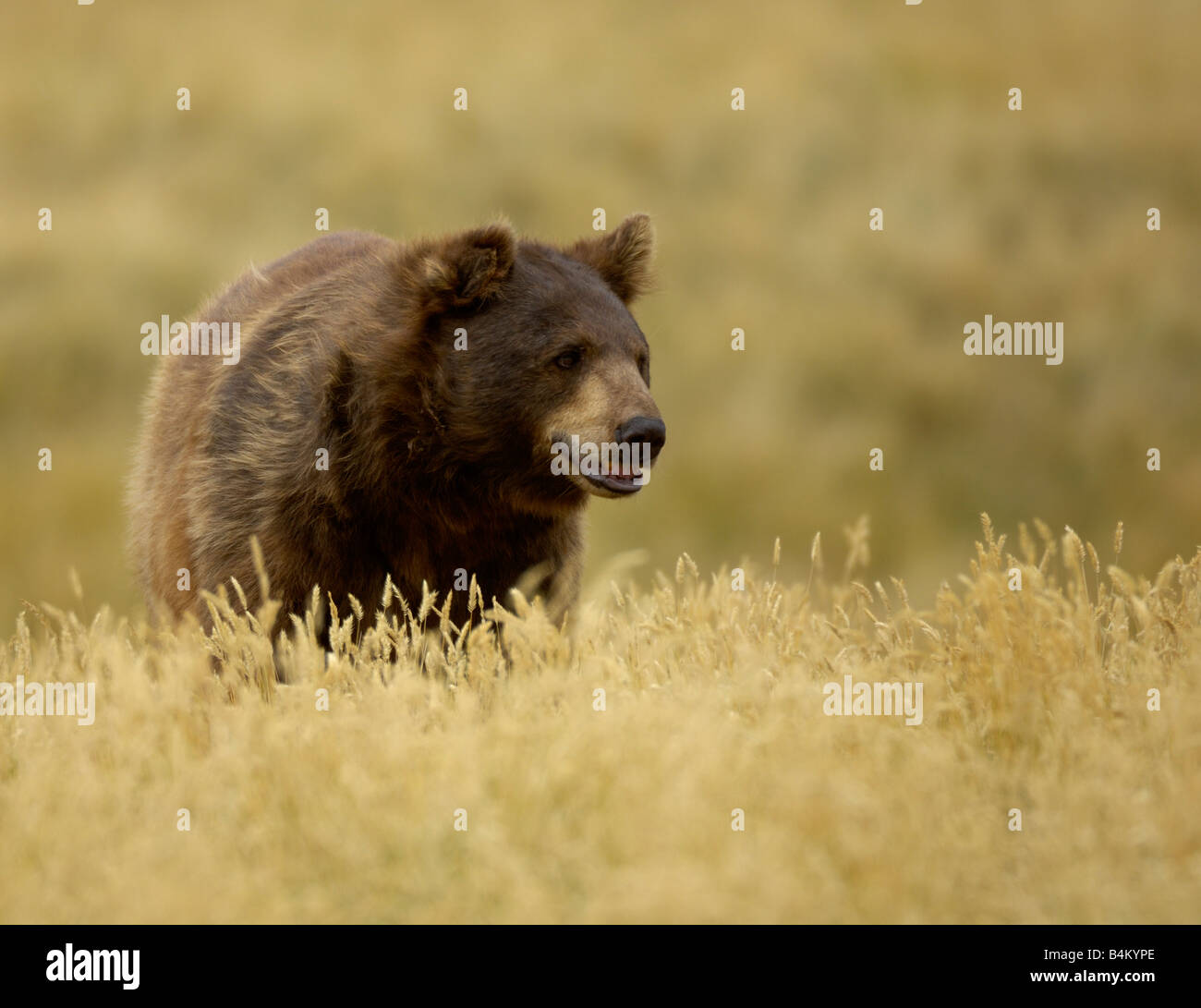 Brown bear with black eyes hi-res stock photography and images - Alamy